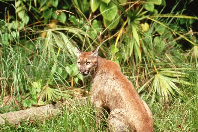 Florida Panther National Wildlife Refuge