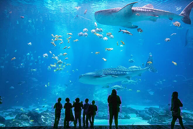 Georgia Aquarium &mdash; Atlanta