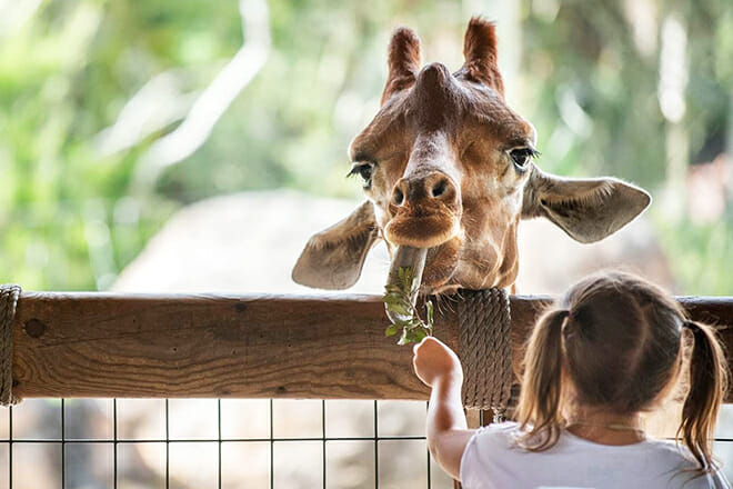Jacksonville Zoo And Gardens