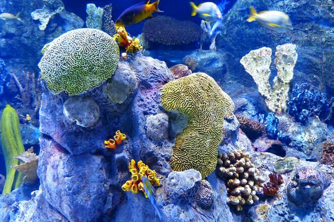 John Pennekamp Coral Reef State Park &mdash; Key Largo