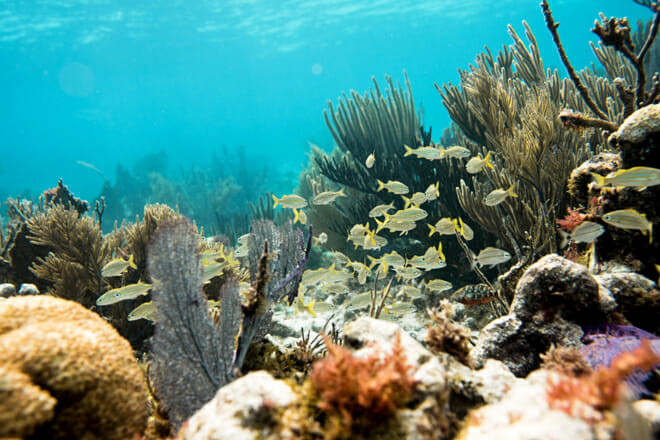 John Pennekamp Coral Reef State Park