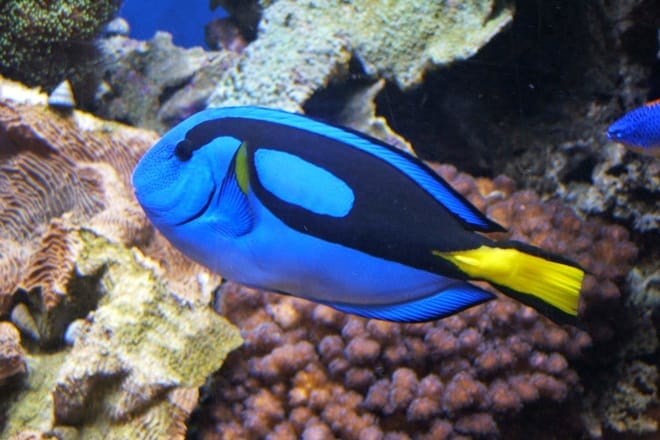 Key West Aquarium &mdash; Key West