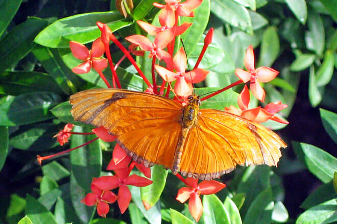 Key West Butterfly And Nature Conservatory &mdash; Key West