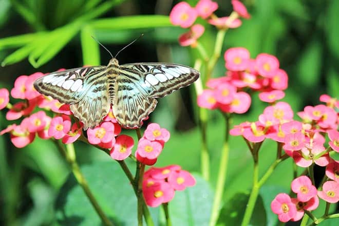 Key West Butterfly and Nature Conservatory &mdash; Key West