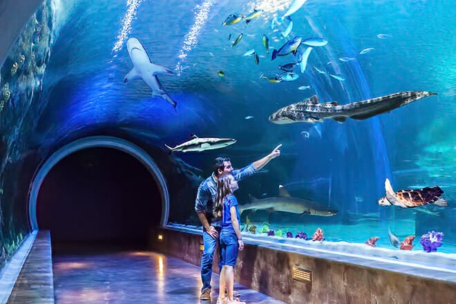 Loveland Living Planet Aquarium &mdash; Draper