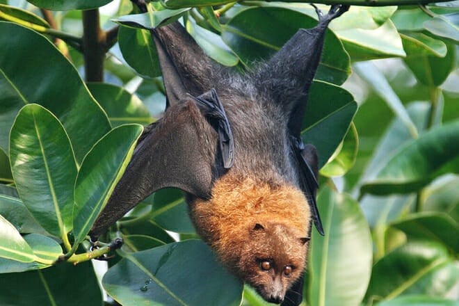 Lubee Bat Conservancy