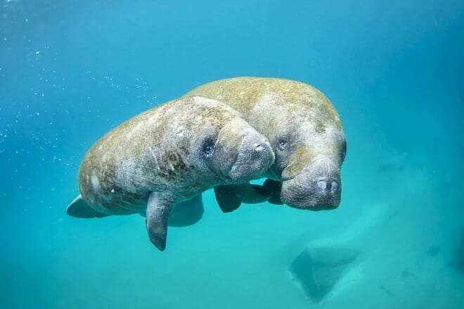 Manatee Lagoon