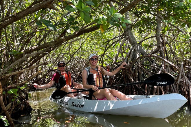 Mangrove Tunnel, Manatee & Dolphin Kayak Tour
