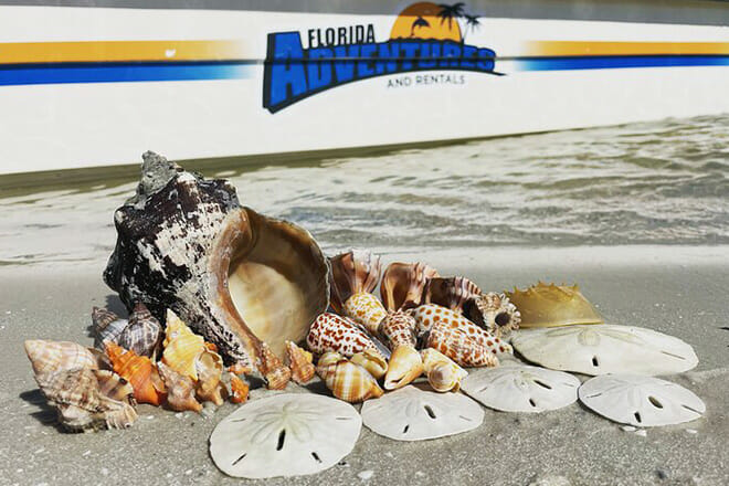 Marco Island Wildlife Sightseeing and Shelling Tour