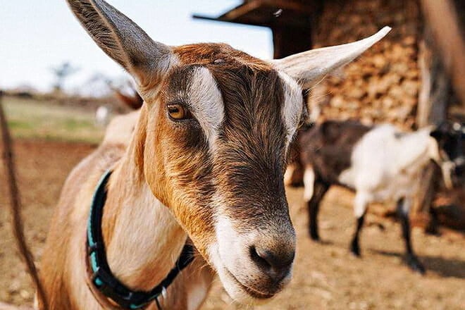 Meet the Goats at a Working Dairy Farm &mdash; Kula