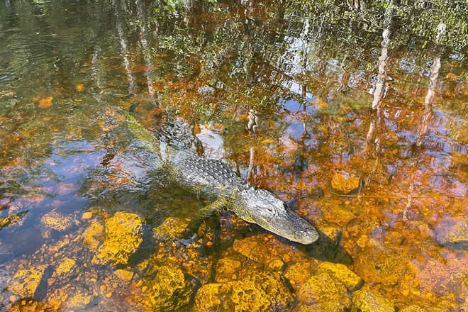 Miami & Florida Everglades Adventure