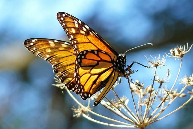monarch butterfly grove