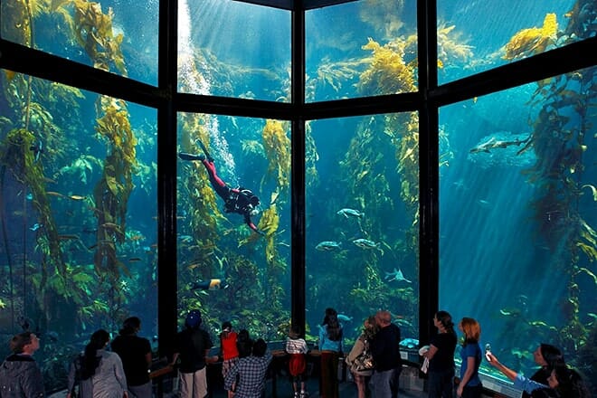 monterey bay aquarium