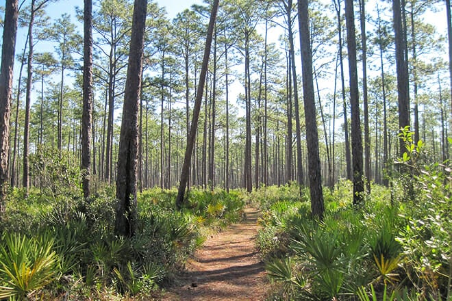 Morningside Nature Center Of Florida