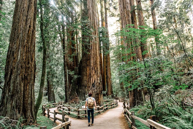 muir woods &mdash; mill valley