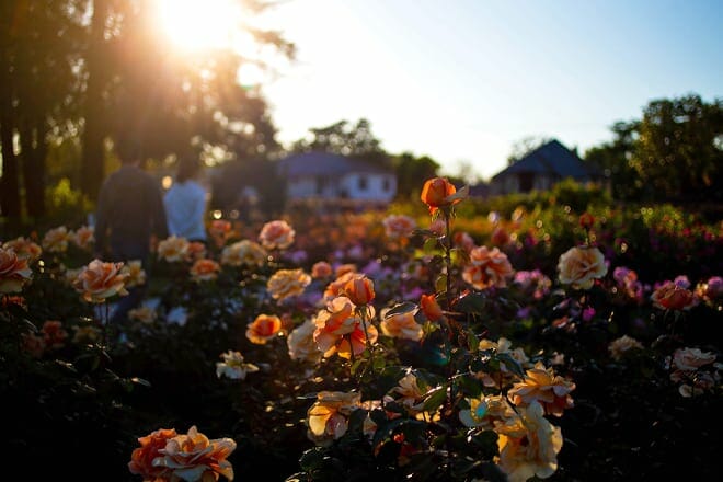 municipal rose garden &mdash; san jose