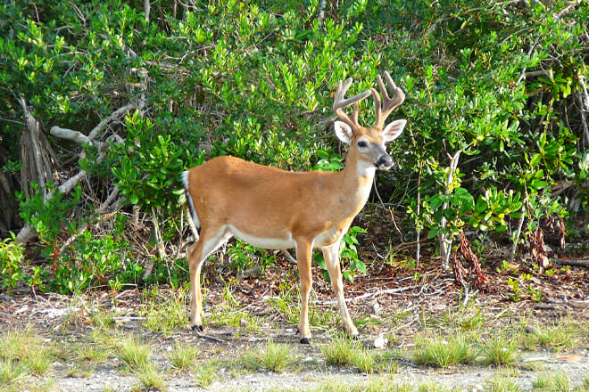 National Key Deer Refuge &mdash; Big Pine Key