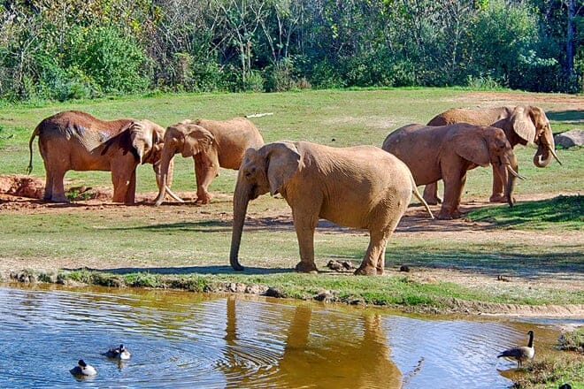 north carolina zoo &mdash; asheboro