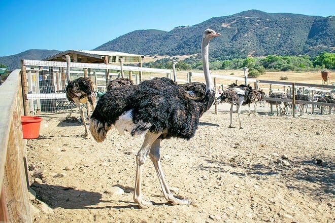 ostrichland usa