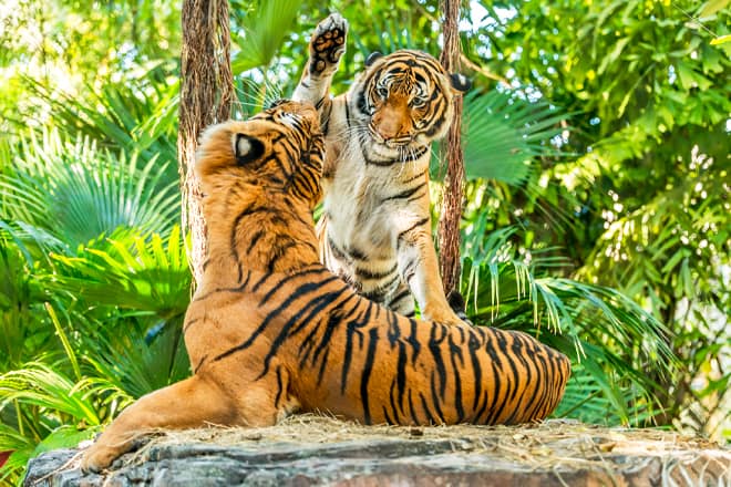 Palm Beach Zoo & Conservation Society