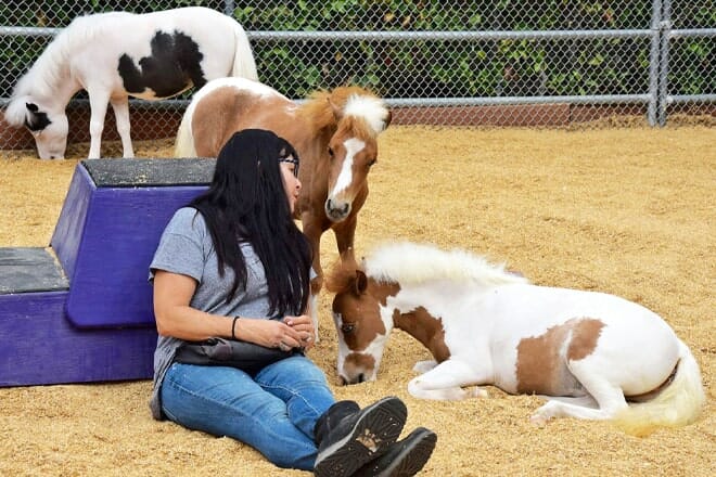 quicksilver miniature horse ranch