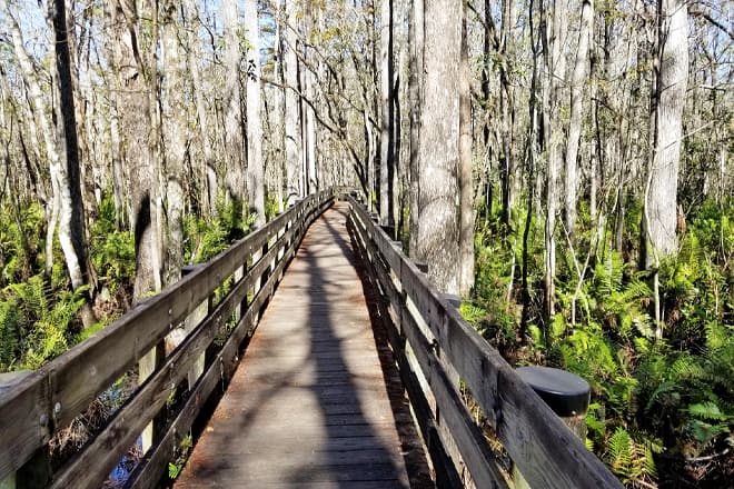 Six Mile Cypress Slough Preserve