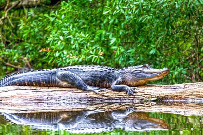 St. Augustine Alligator Farm Zoological Park