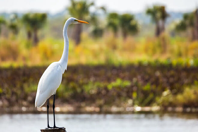 Sweetwater Wetlands Park