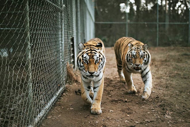 The Catty Shack Ranch Wildlife Sanctuary