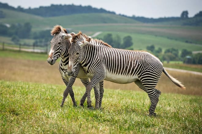 the wilds &mdash; cumberland