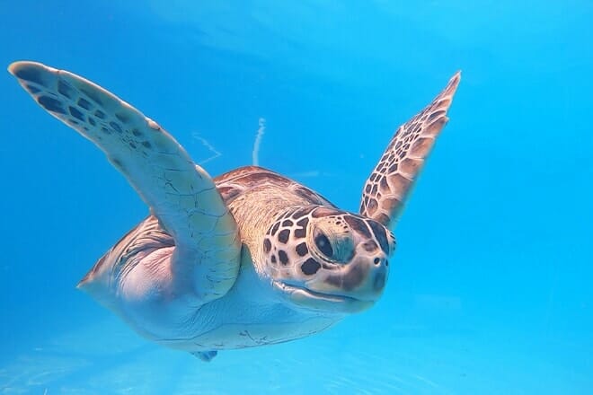 Turtle Hospital &mdash; Marathon