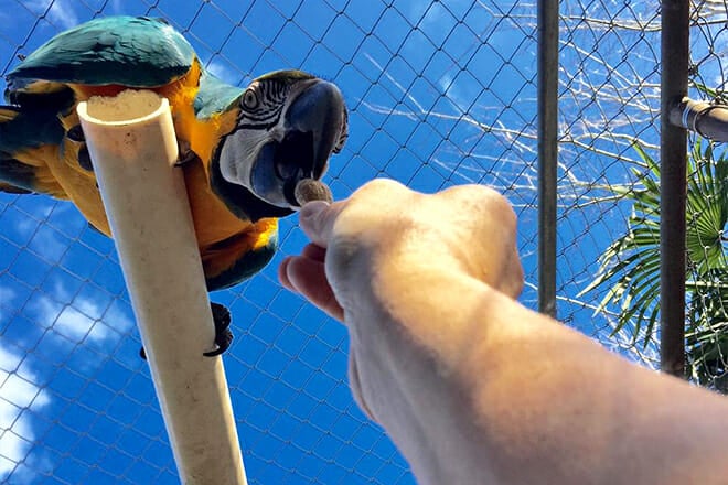 Uncle Sandy&rsquo;s Macaw Bird Park