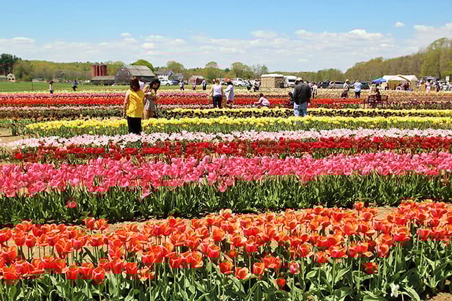 Wicked Tulips Flower Farm &mdash; Johnston