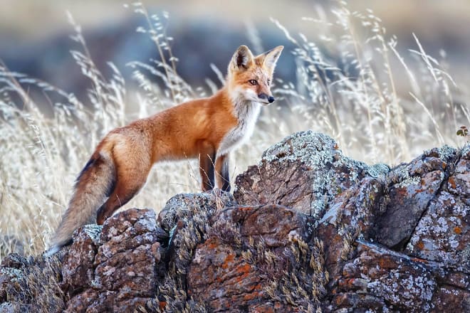 wildling museum of art and nature