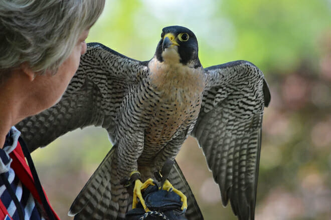 World Center For Birds Of Prey &mdash; Boise