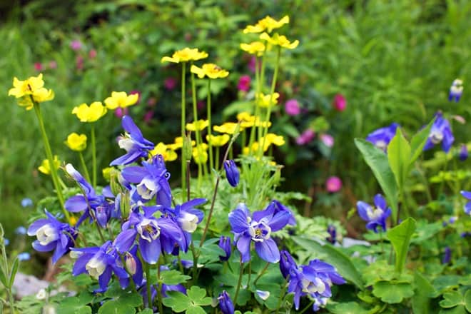 alaska botanical garden