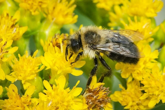appleton memorial park