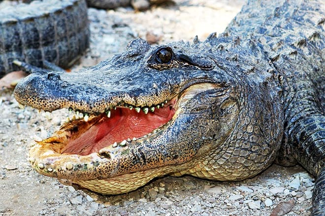 arkansas alligator farm