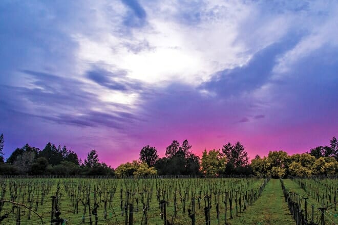beauregard vineyard