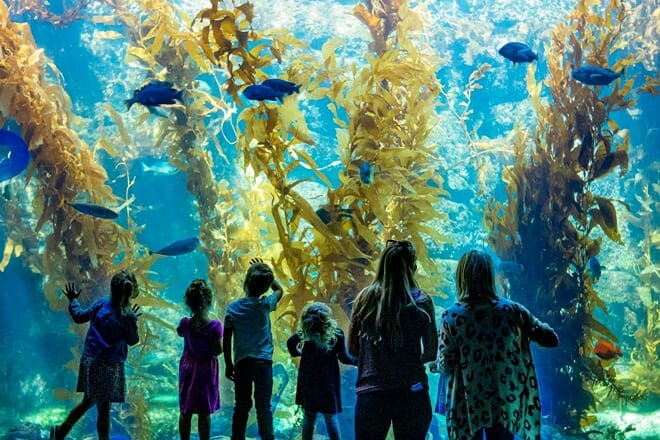 birch aquarium at scripps