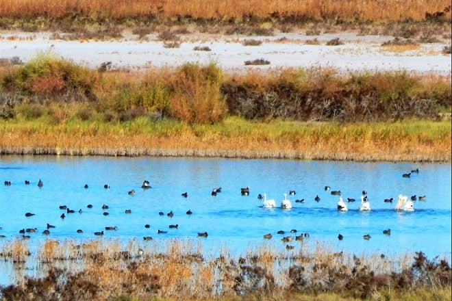 bitter lake national wildlife refuge