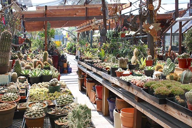california cactus center