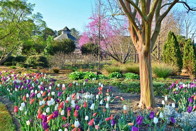 cape fear botanical garden