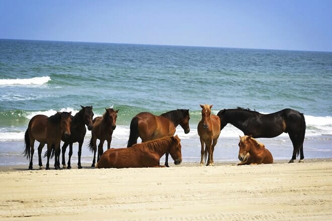 carova beach &mdash; corolla
