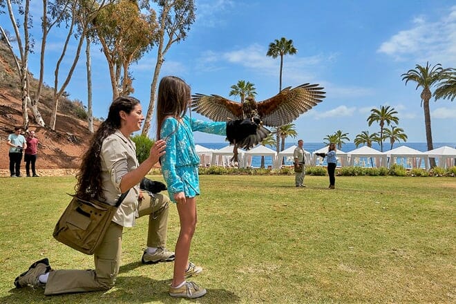 catalina falconry experience