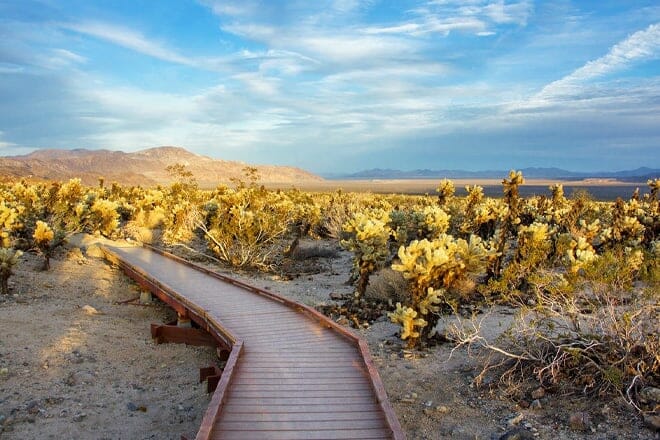 cholla cactus garden