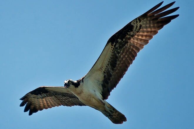 circle b bar reserve