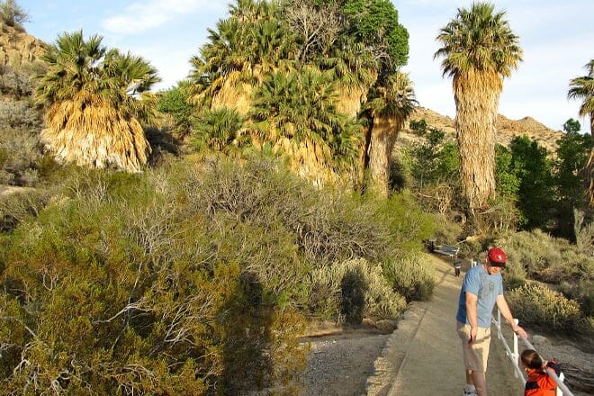 cottonwood spring oasis