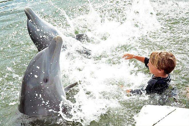 dolphin research center