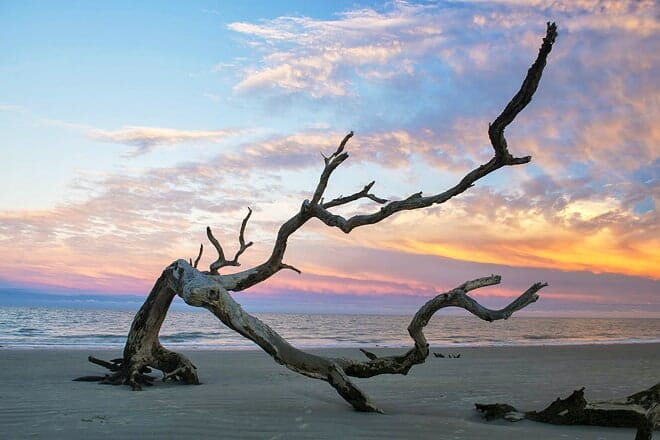 driftwood beach &mdash; jekyll island